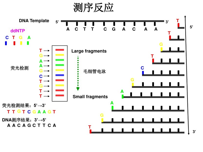 HLA分型检测 苏州核型检测机构-华科鉴联基因科技（北京）有限公司公司