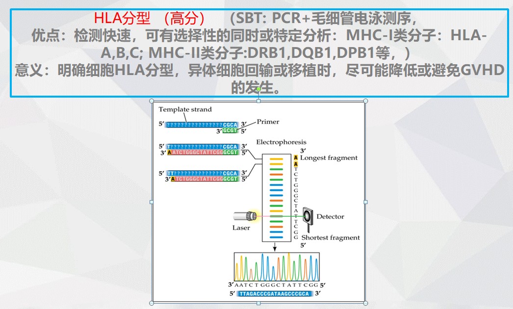 HLA分型检测 苏州核型检测机构-华科鉴联基因科技（北京）有限公司公司